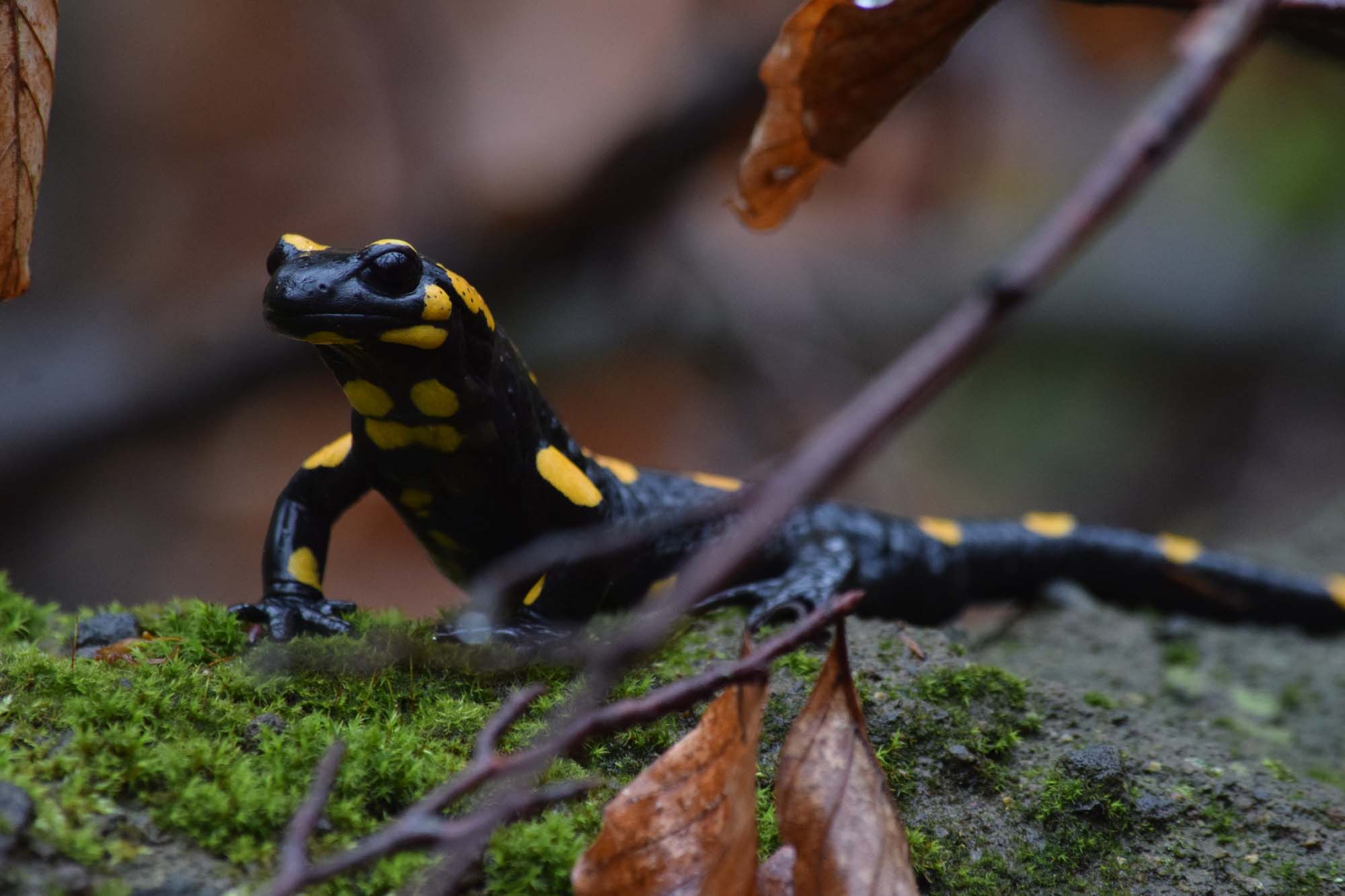 A békák bibliai csapása: az ember | Magyar Madártani és Természetvédelmi Egyesület